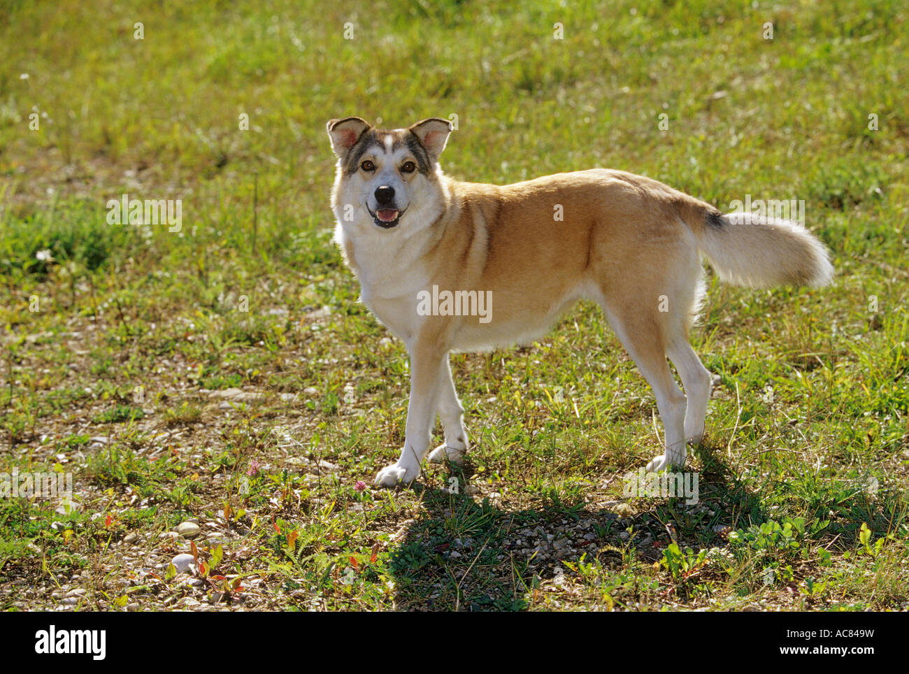 behaviour : half breed dog - attentive and happy Stock Photo - Alamy