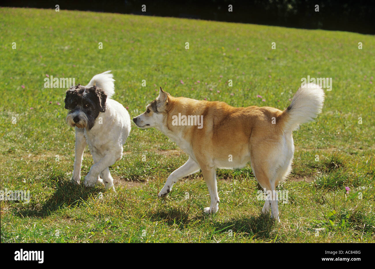 Fear of dogs hi-res stock photography and images - Alamy