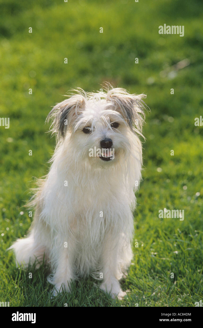 half breed dog - sitting on meadow Stock Photo - Alamy