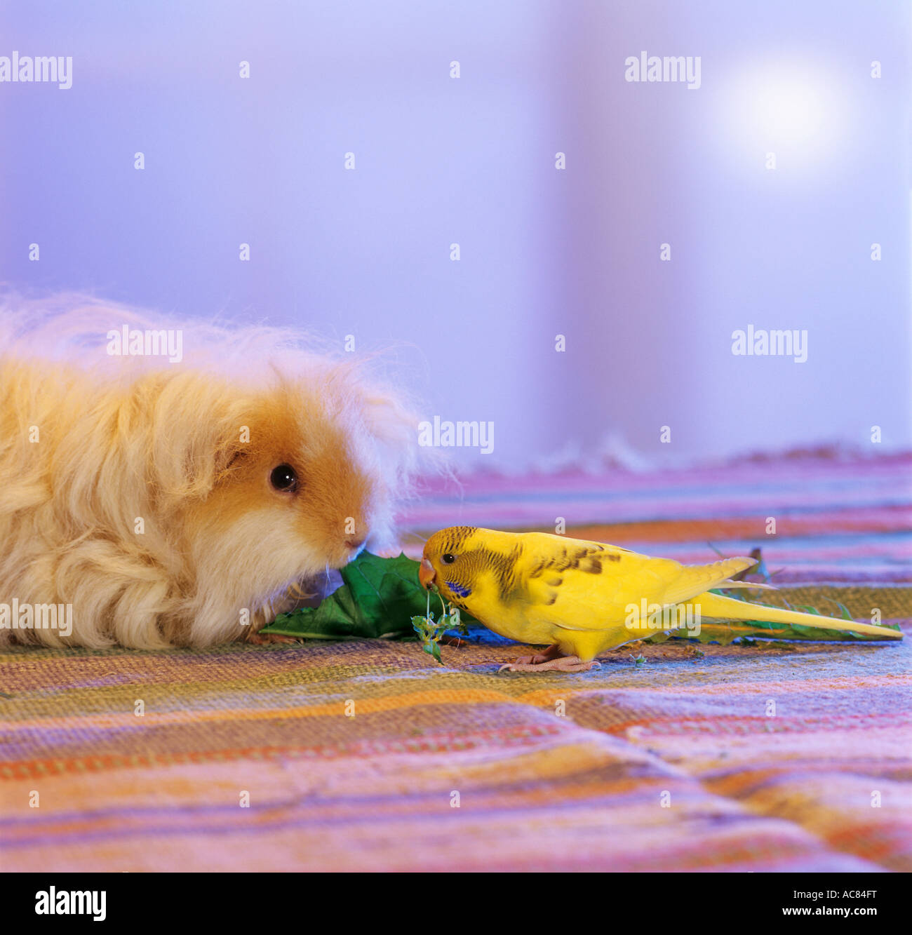 animal friendship : budgerigar and guinea pig Stock Photo - Alamy