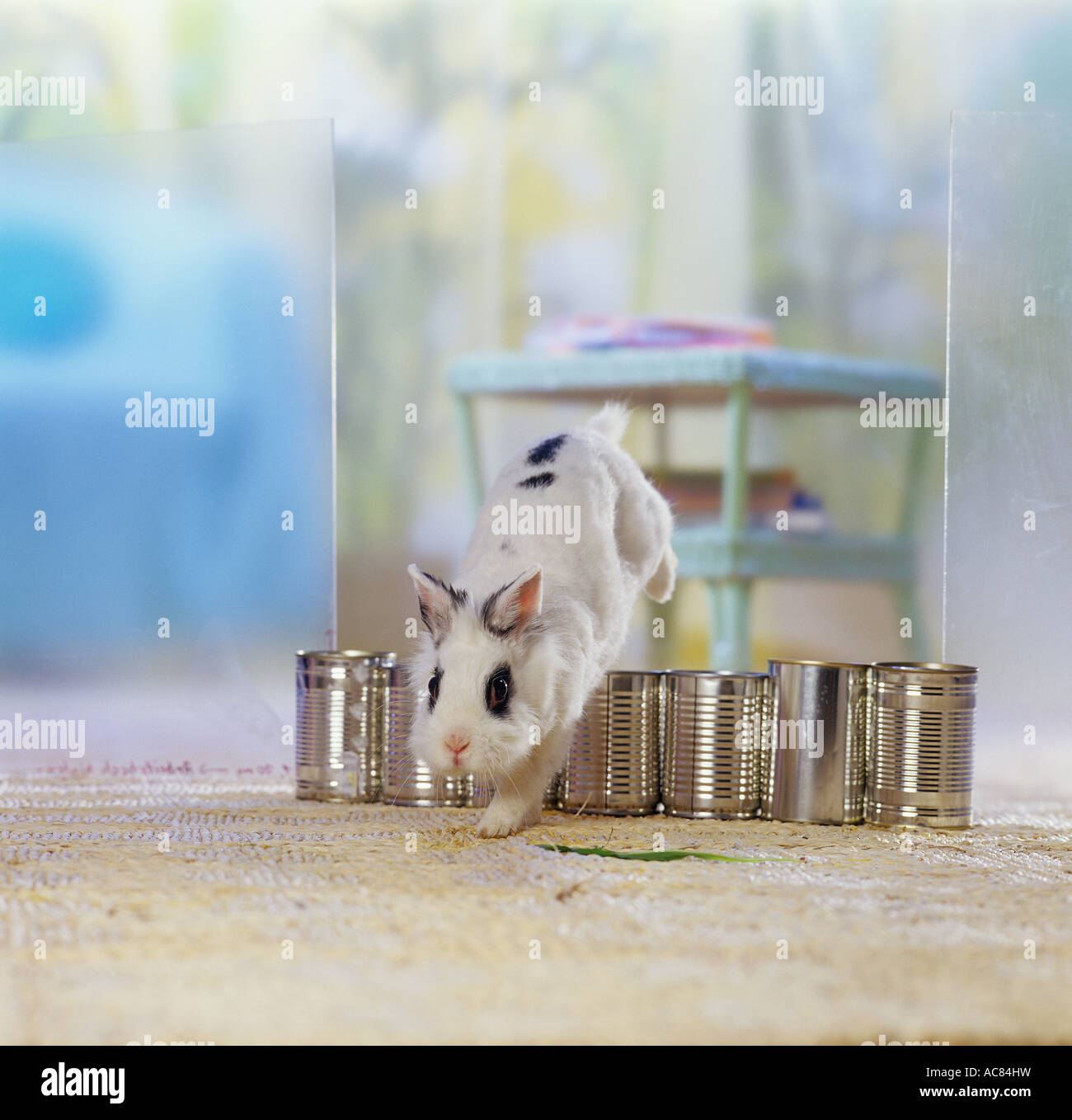 Dwarf rabbit hopping over unopened tin cans Stock Photo - Alamy