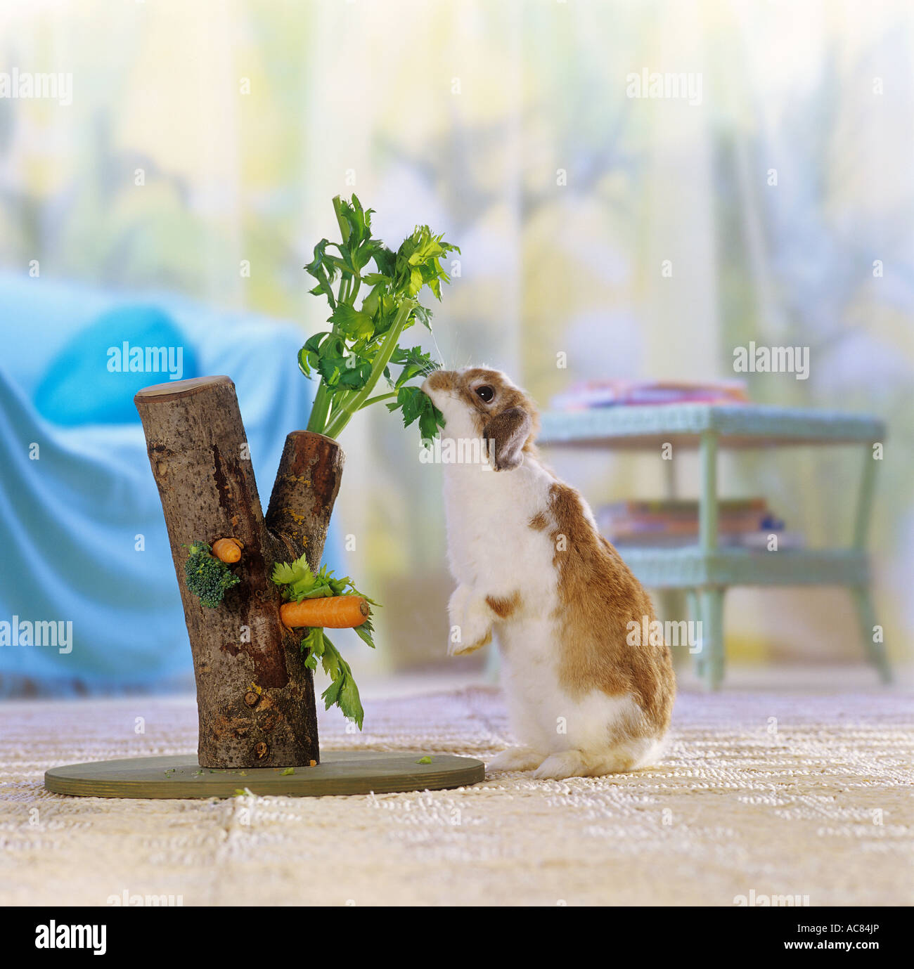 rabbit - food for rabbits Stock Photo - Alamy