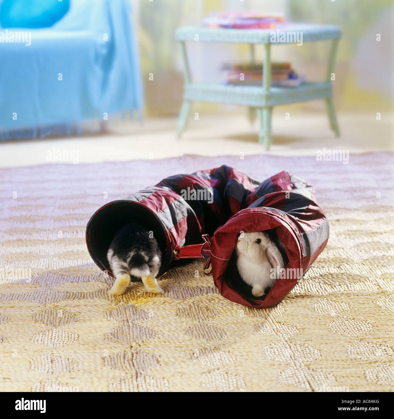Play tunnel for rabbits hi-res stock photography and images - Alamy