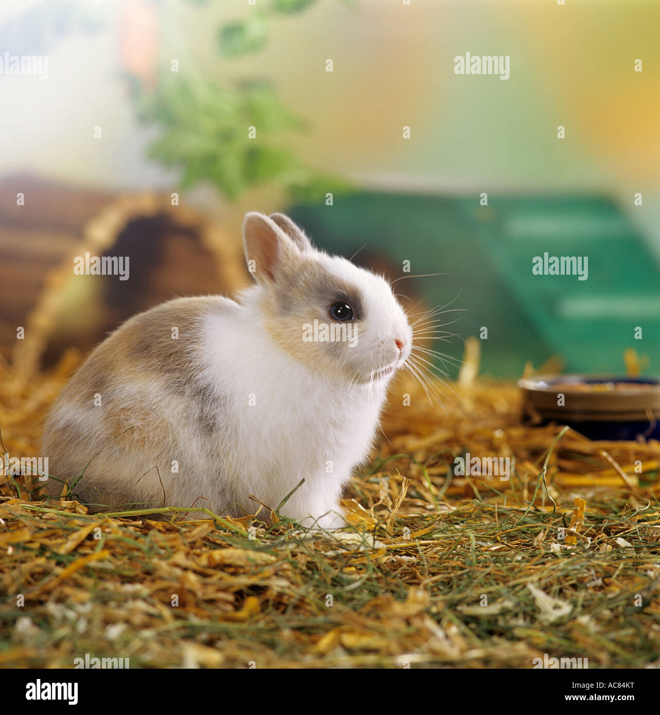 pygmy rabbit - in straw Stock Photo - Alamy
