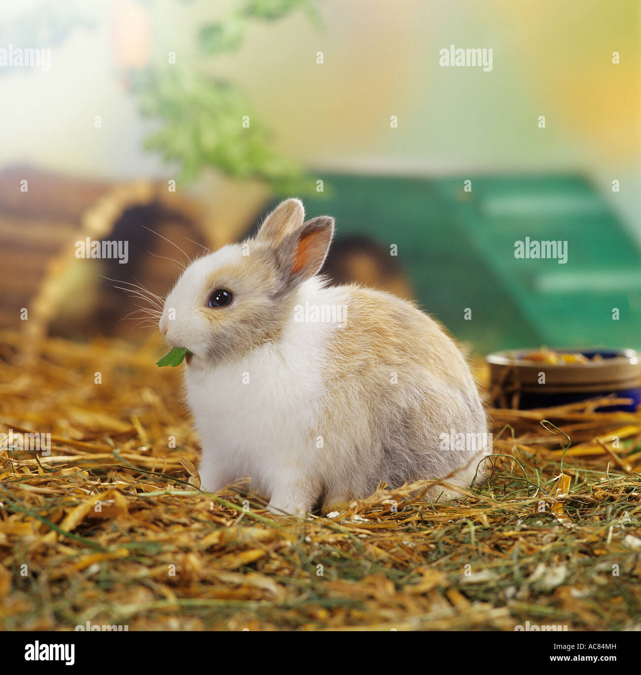 pygmy rabbit - with parsley in muzzle - in straw Stock Photo - Alamy