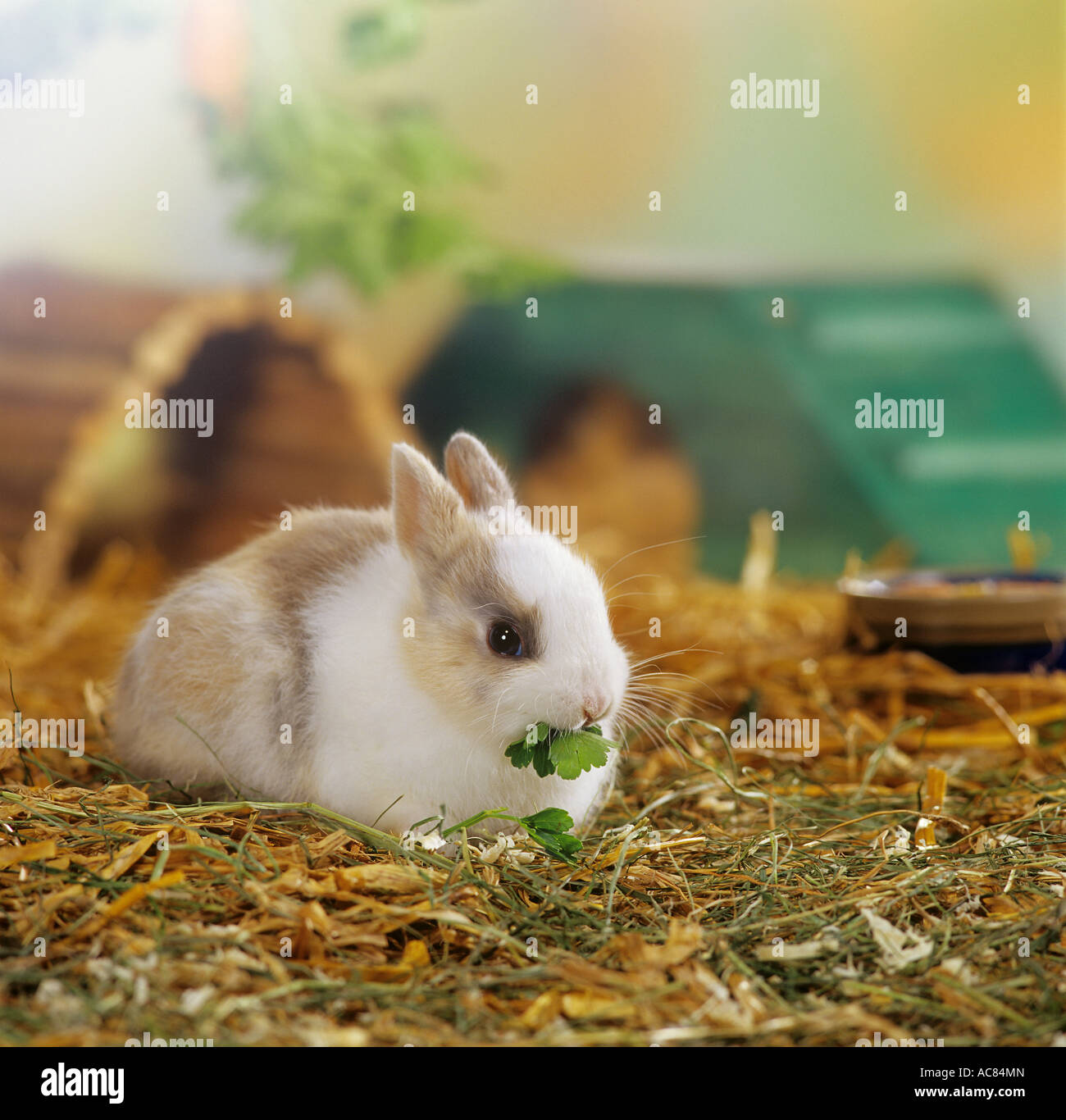 pygmy rabbit - with parsley in muzzle - in straw Stock Photo - Alamy