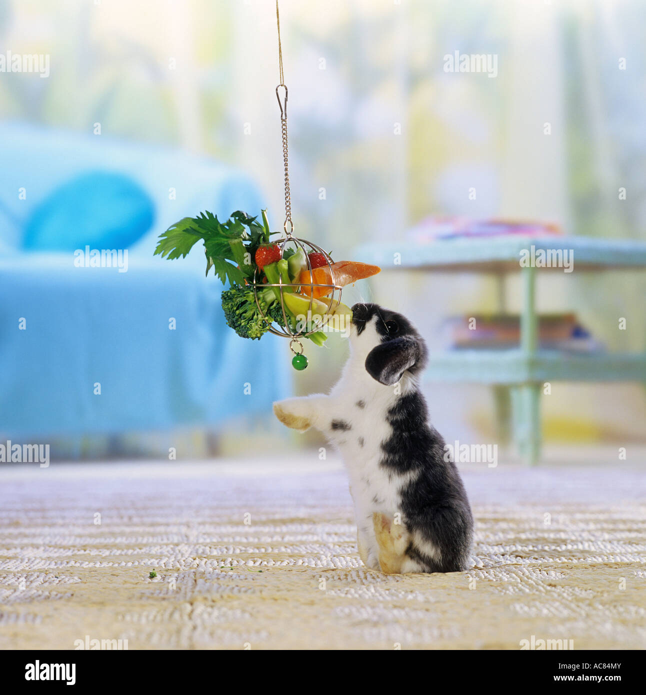 pygmy rabbit at food ball ( variety Stock Photo - Alamy