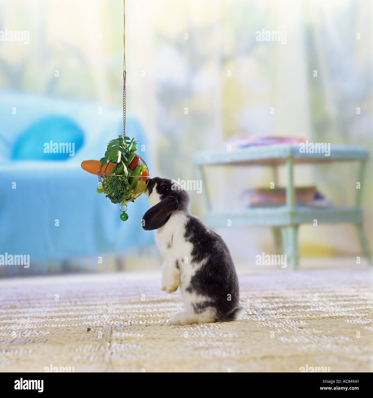 rabbit at food ball ( variety Stock Photo - Alamy