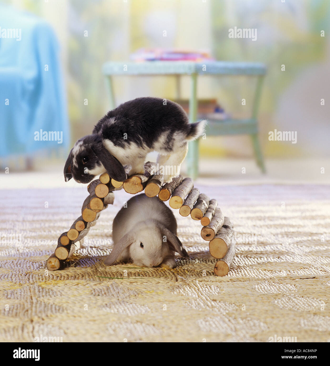 two pygmy rabbits - at wooden bridge Stock Photo - Alamy