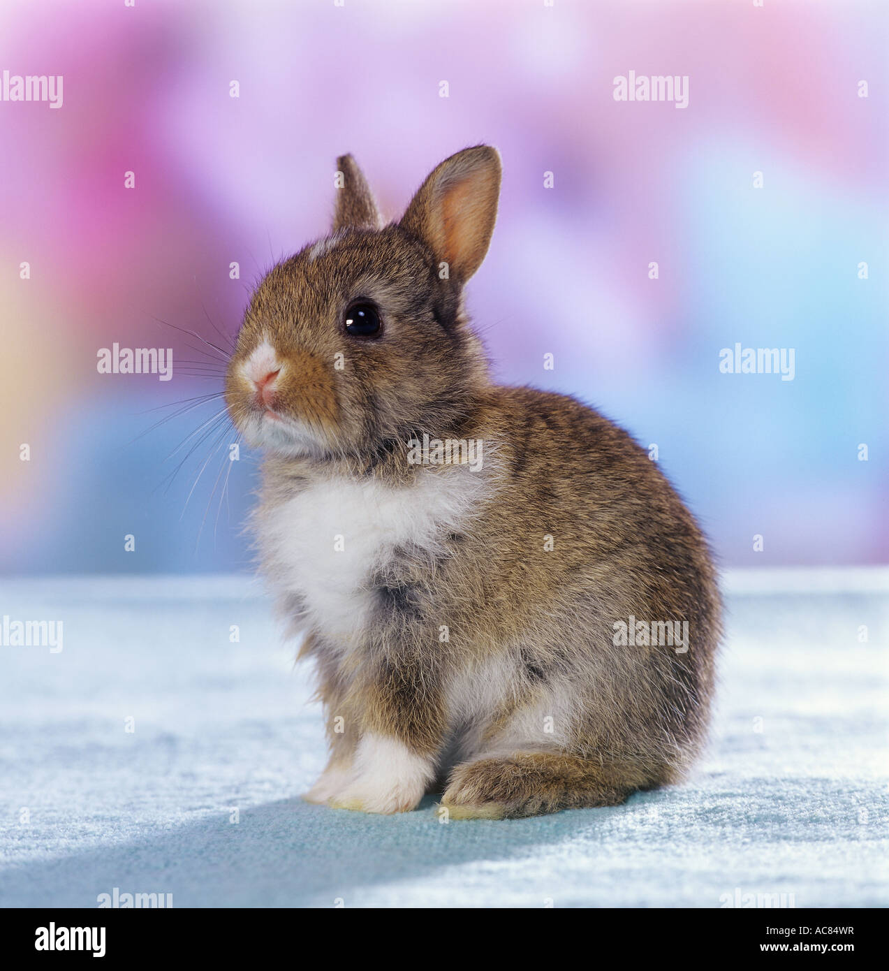 young pygmy rabbit - sitting - cut out Stock Photo - Alamy
