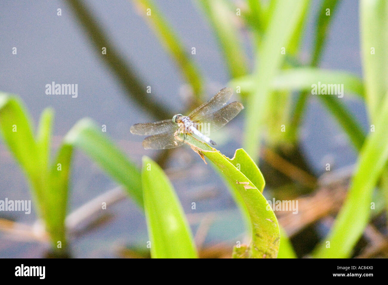 Dragonfly,animal bug day delicate disco volante dragonfly fly fragile ...