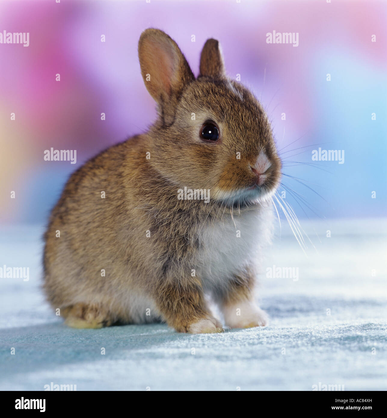 Pygmy rabbit. Young. Studio picture Stock Photo - Alamy
