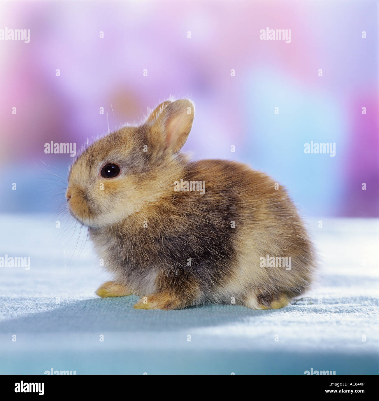 young pygmy rabbit (3 weeks) - sitting - cut out Stock Photo - Alamy
