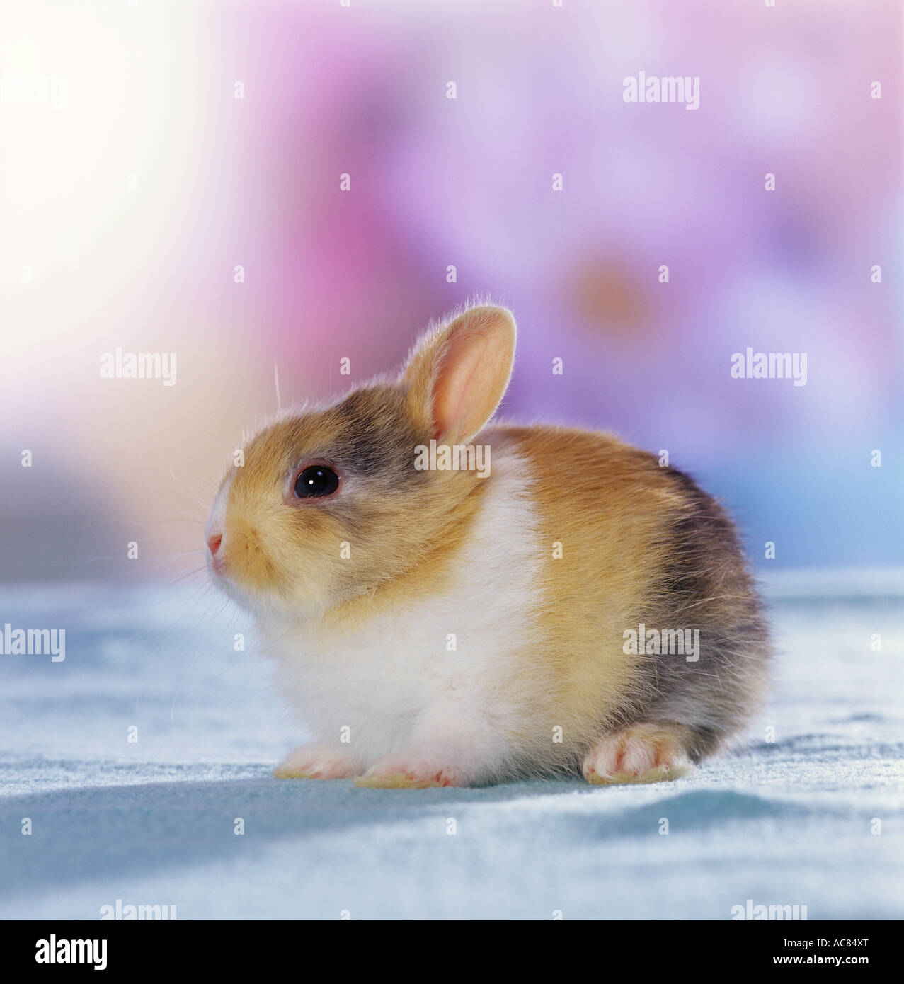 young pygmy rabbit (3 weeks) - sitting - cut out Stock Photo - Alamy