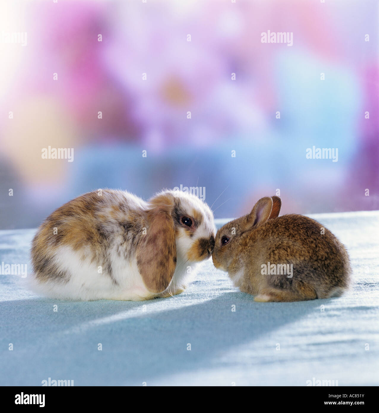 Two Rabbits Cuddling High Resolution Stock Photography and Images - Alamy