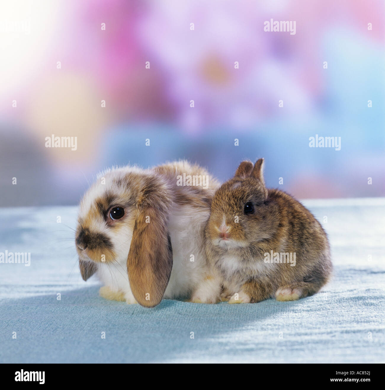 Pygmy Rabbit. A Mini Lop (5 weeks old) snuggles together with ...