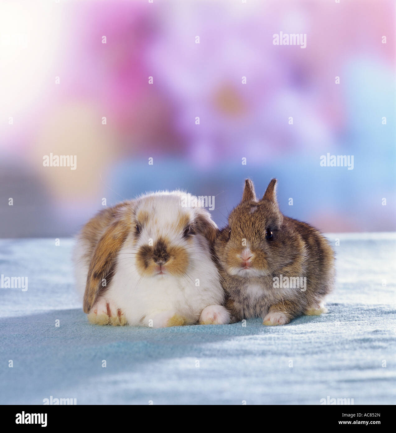 Pygmy Rabbit. A Mini Lop (5 weeks old) snuggles together with ...