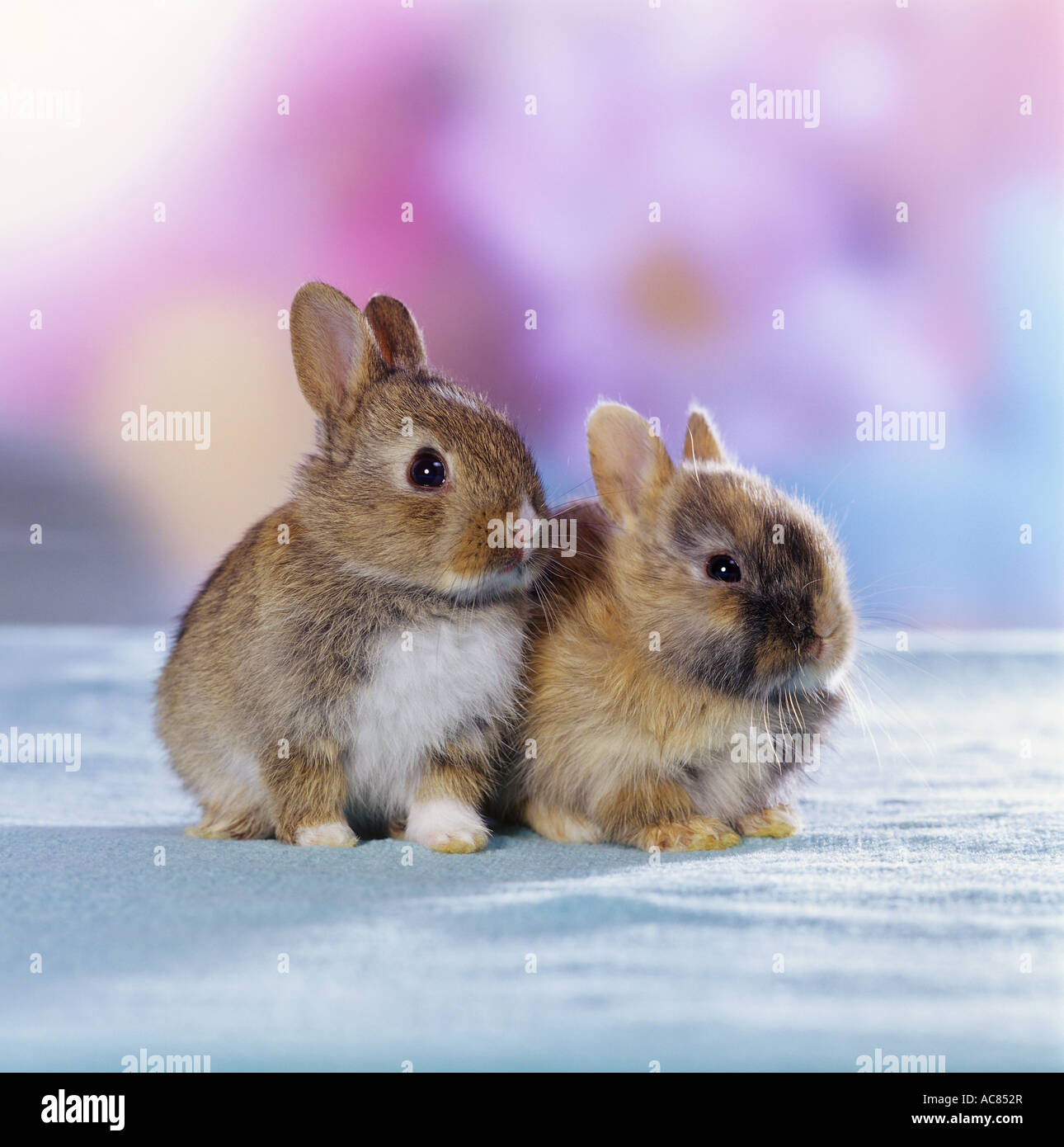 two young pygmy rabbits (3 weeks) - cut out Stock Photo - Alamy
