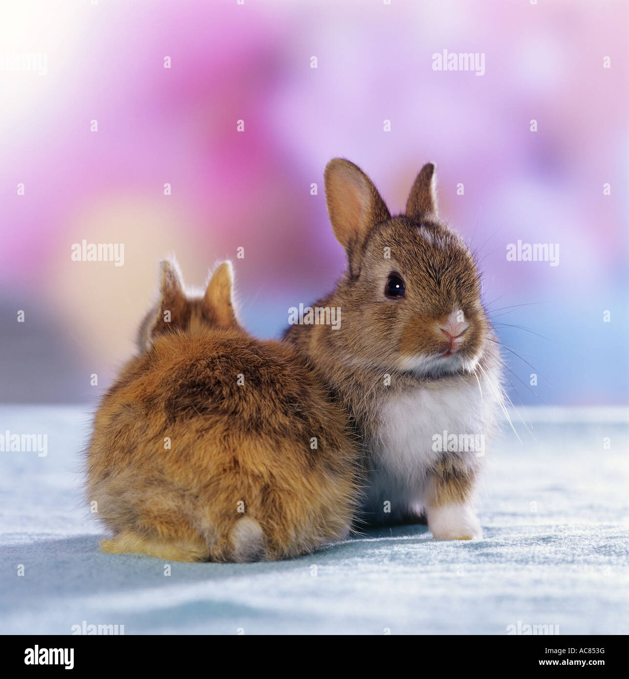 two young pygmy rabbits (3 weeks) - cut out Stock Photo - Alamy