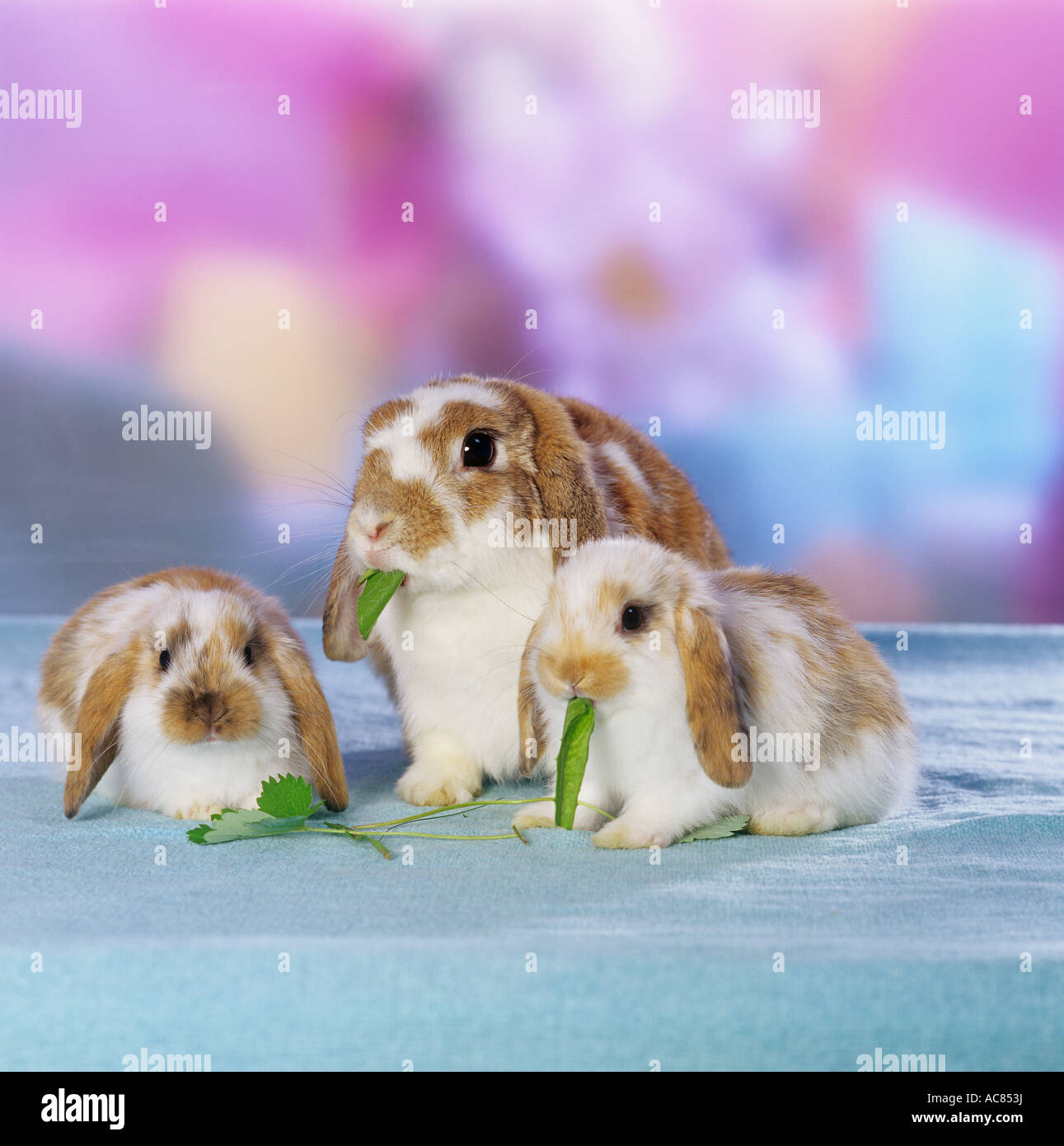 Rabbit cubs hi-res stock photography and images - Alamy