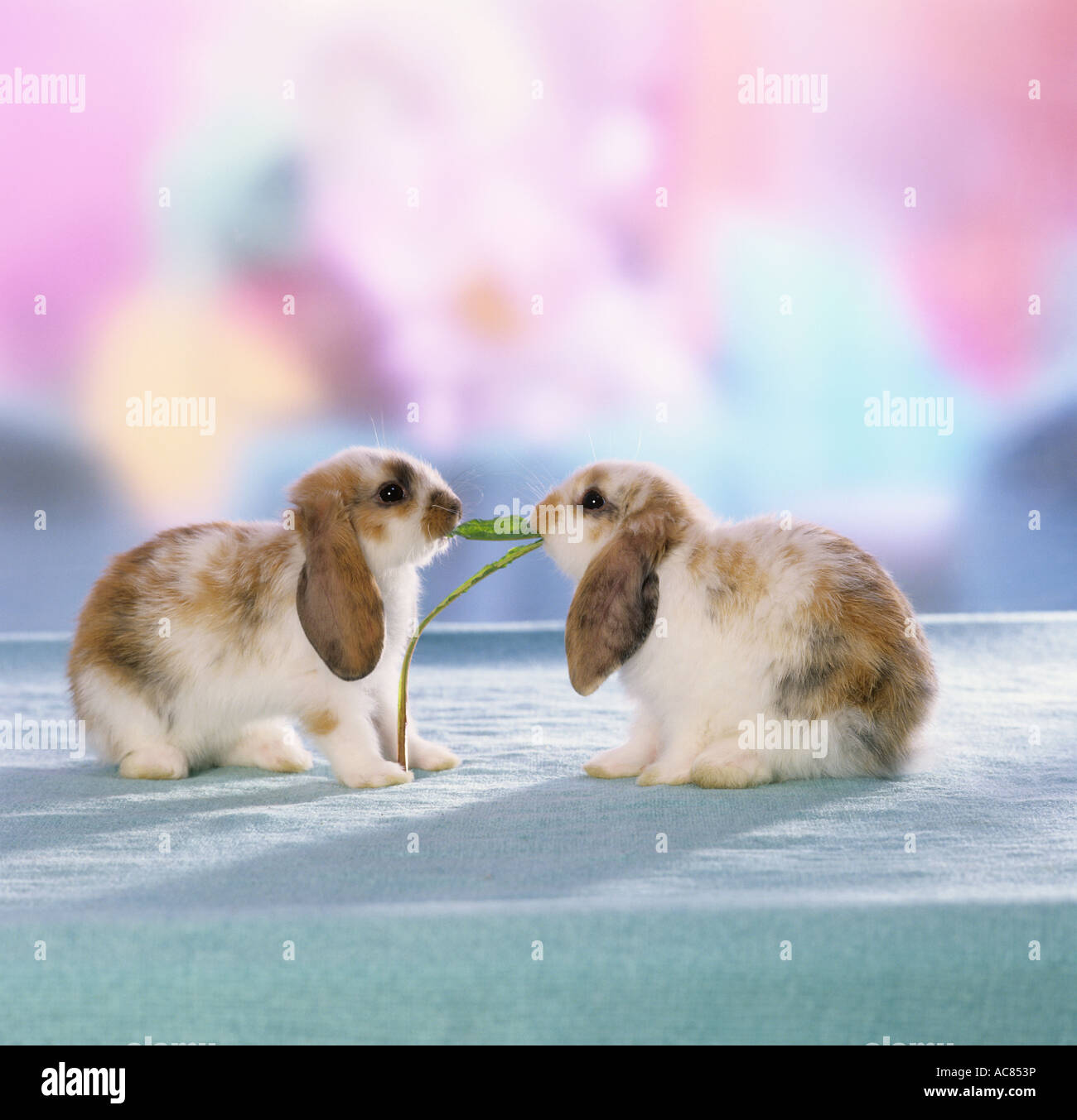two young lop-eared rabbits - munching dandelion Stock Photo - Alamy