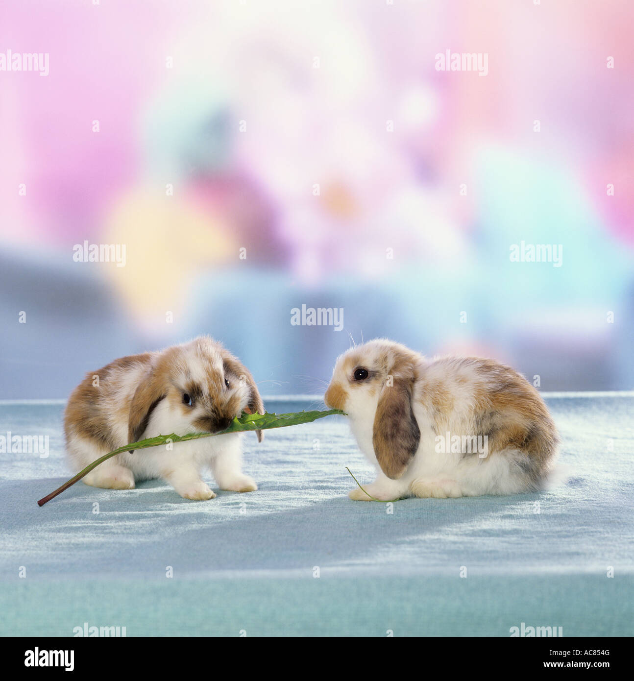 two young pygmy rabbits - munching dandelion Stock Photo - Alamy
