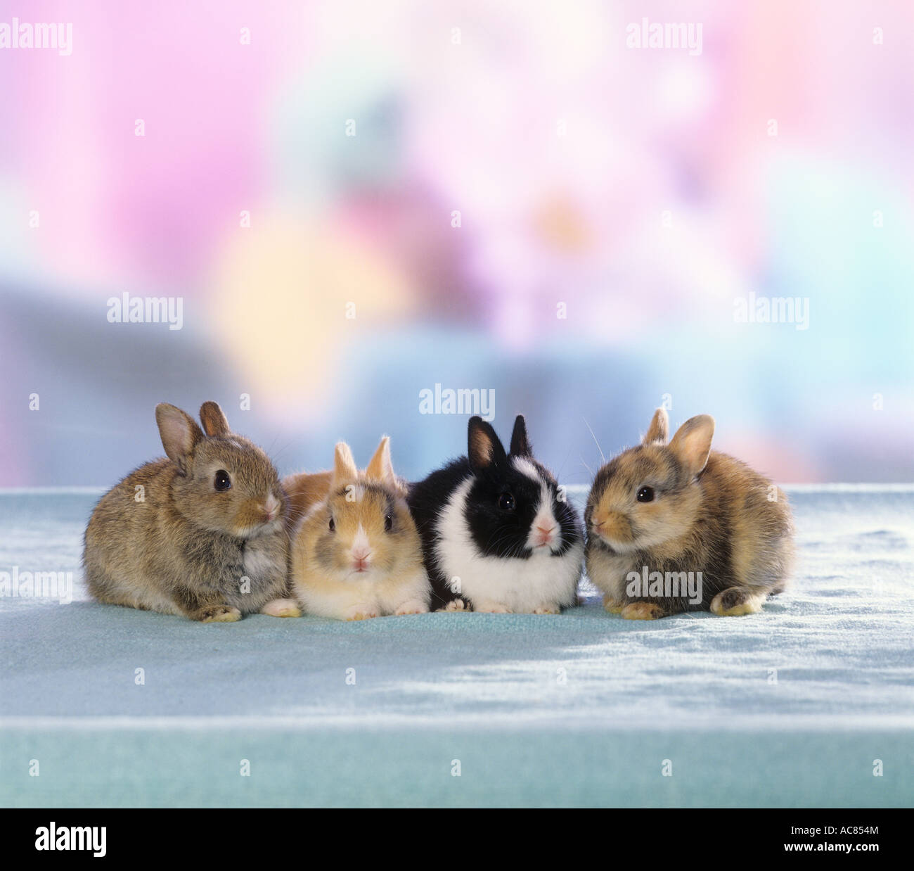 four young pygmy rabbits ( 18 days old ) - sitting next to each other ...
