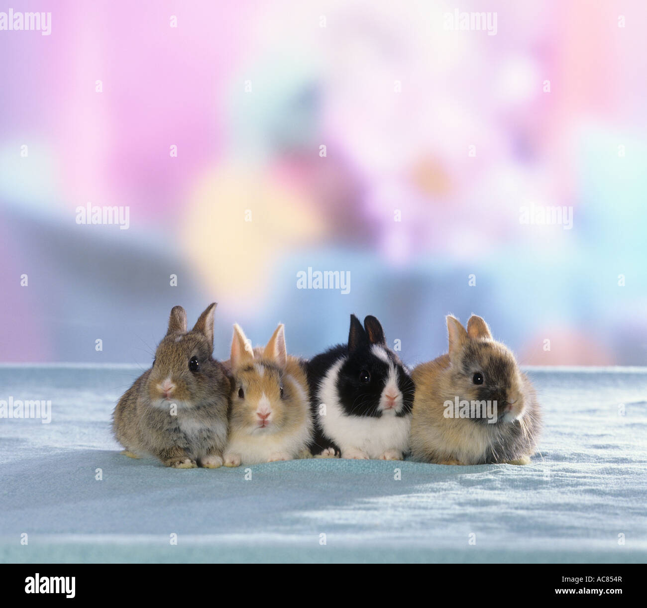 four young pygmy ( 18 days old ) rabbits - sitting next to each other ...