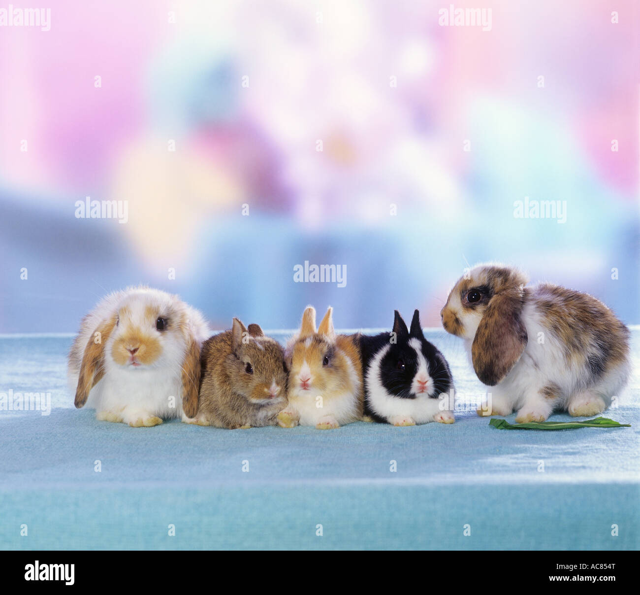 3 young pygmy rabbits and 2 young lop-eared dwarf rabbits Stock Photo ...