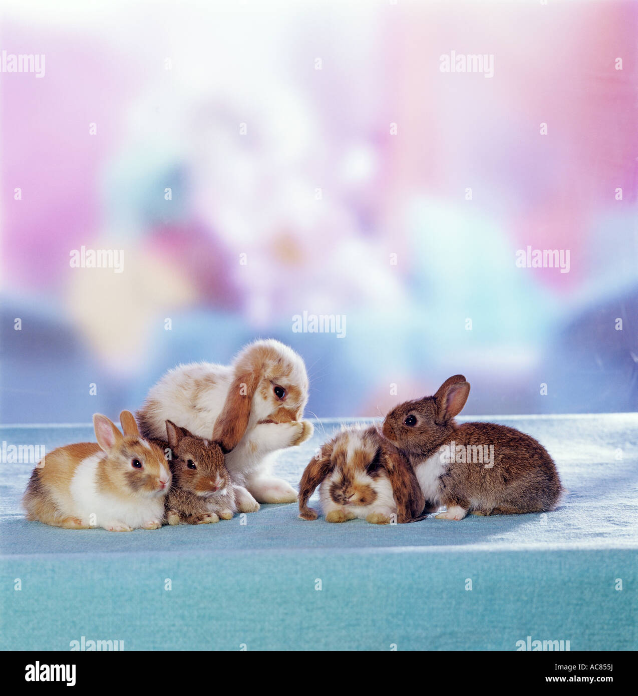 five young pygmy rabbits Stock Photo - Alamy