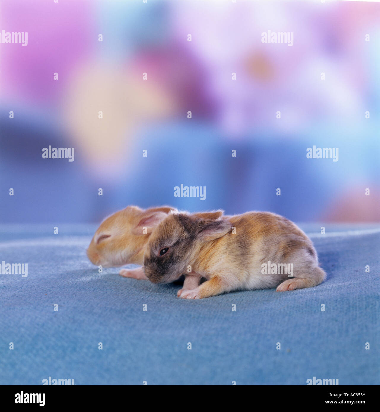 Pygmy rabbits hi-res stock photography and images - Alamy