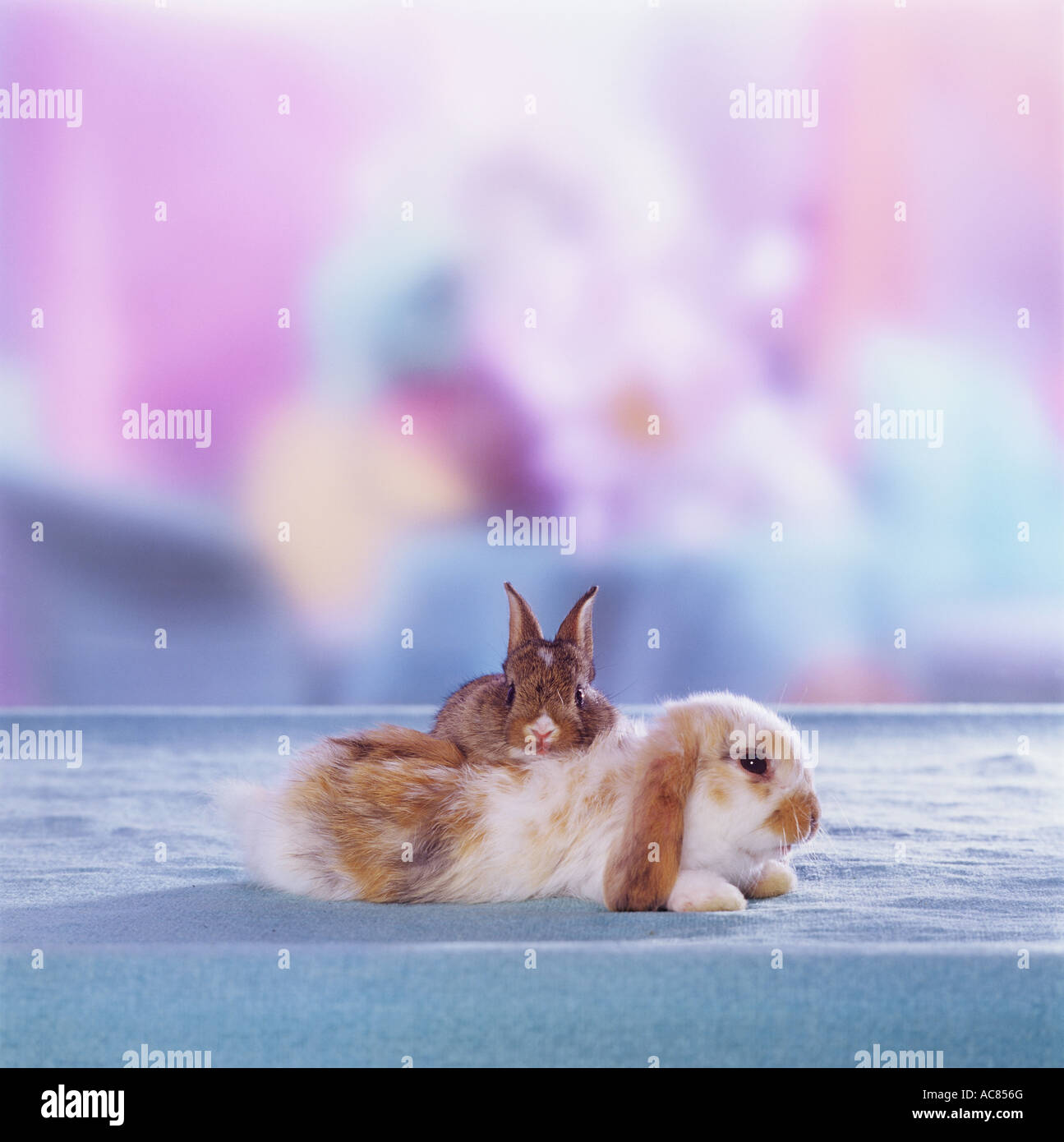 3 rabbits hi-res stock photography and images - Alamy