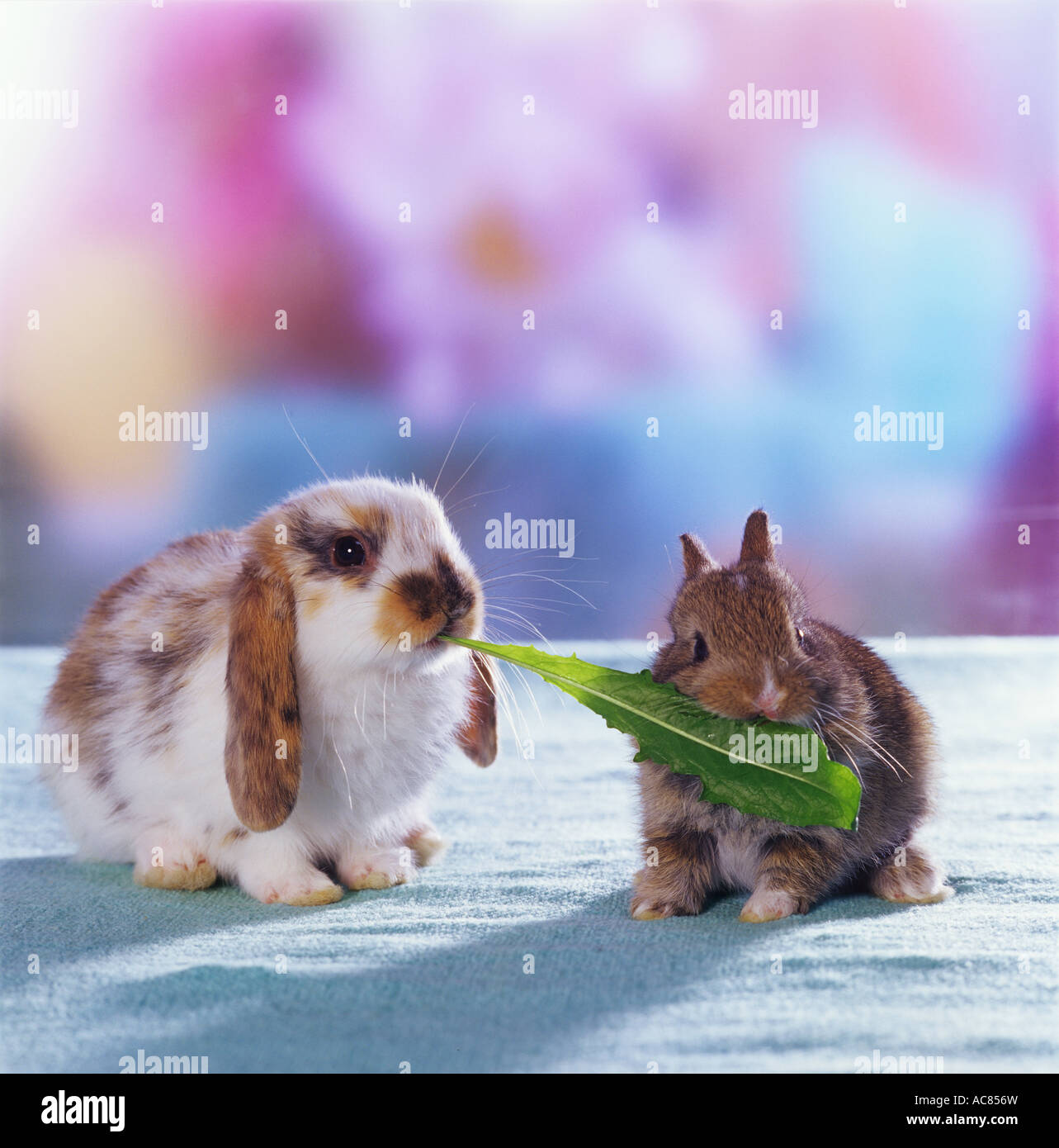two young pygmy rabbits ( 3 weeks ) - munching Stock Photo - Alamy