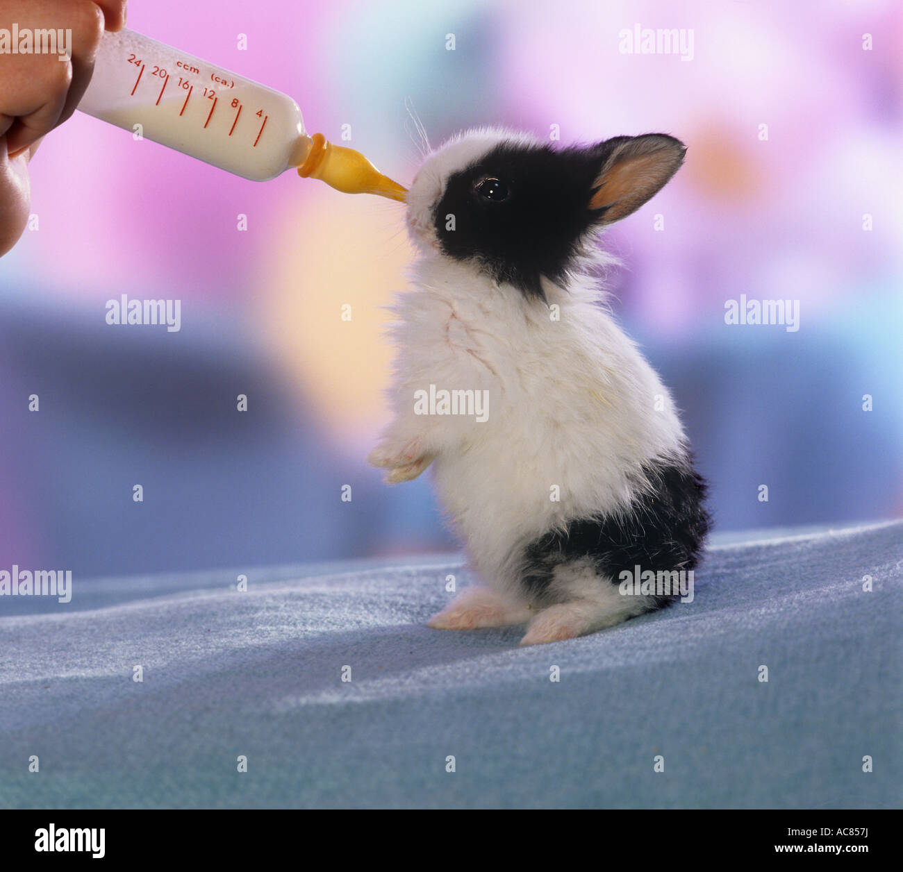 young dwarf rabbit getting food with bottle Stock Photo - Alamy