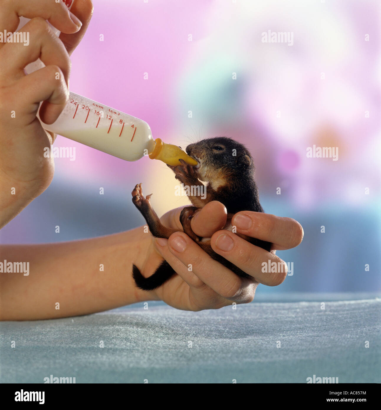 young European red squirrel - getting food with the bottle Sciurus ...