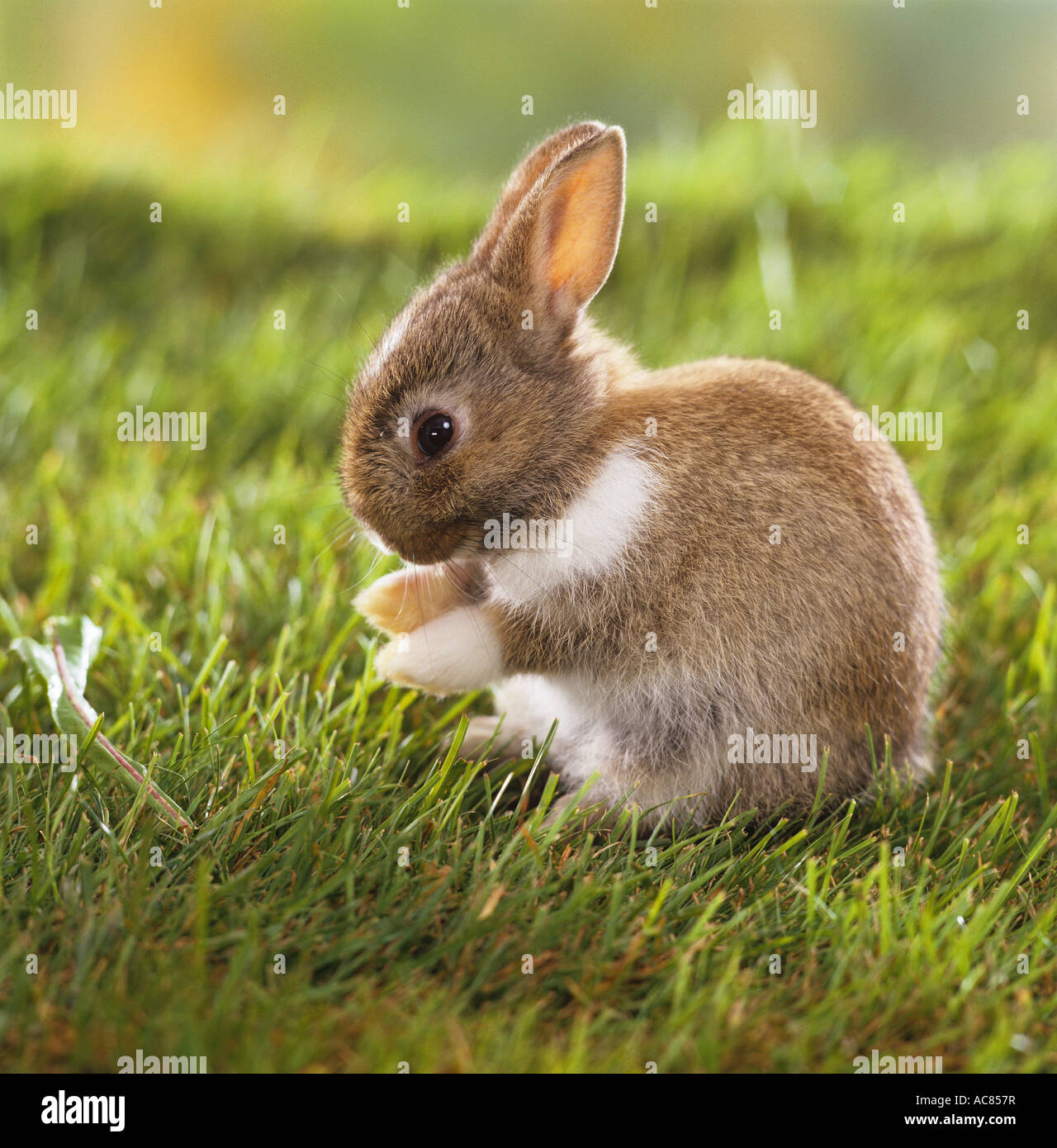 young dwarf rabbit - on meadow Stock Photo - Alamy