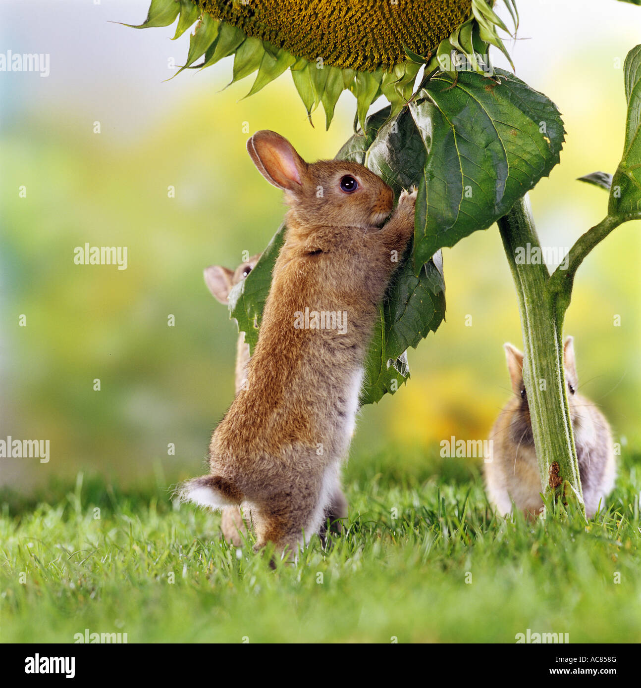 young pygmy rabbit at sunflower Stock Photo - Alamy