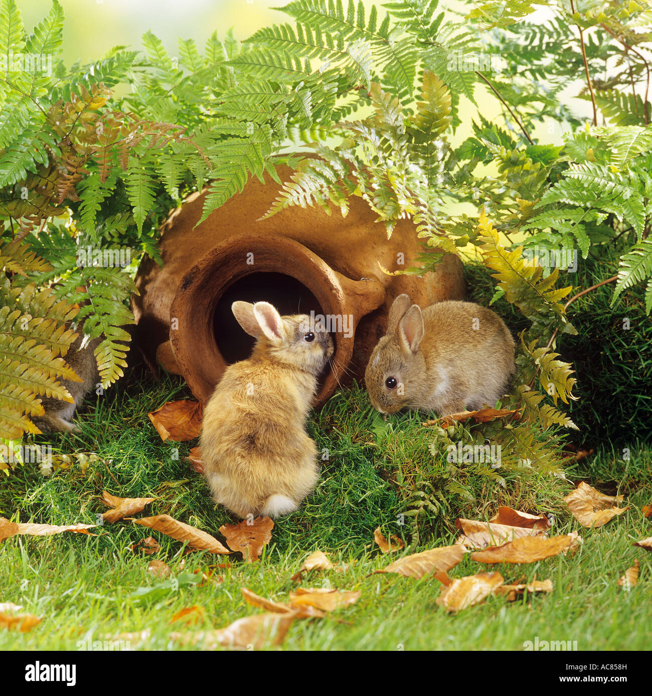two young pygmy rabbits - in garden with amphora Stock Photo - Alamy