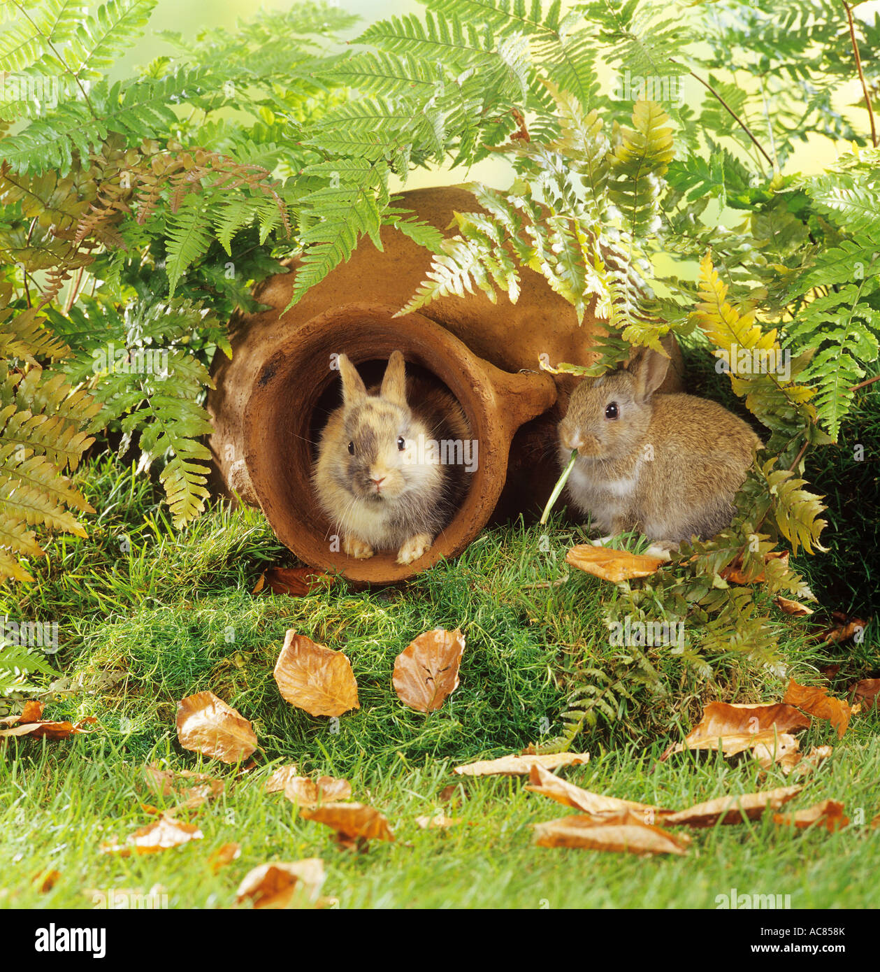 Rabbits mouths hi-res stock photography and images - Alamy