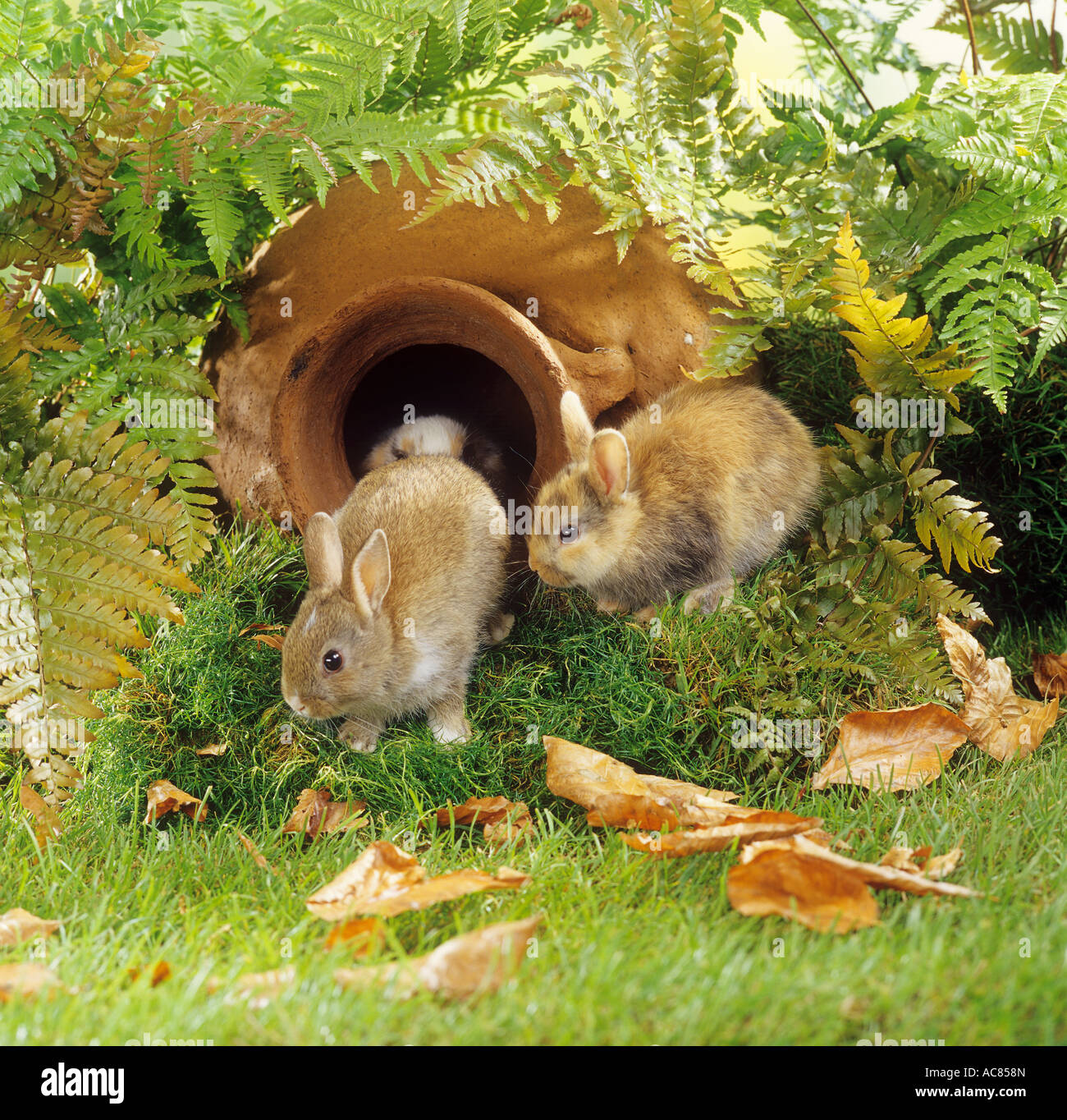 two young pygmy rabbits - in garden with amphora Stock Photo - Alamy