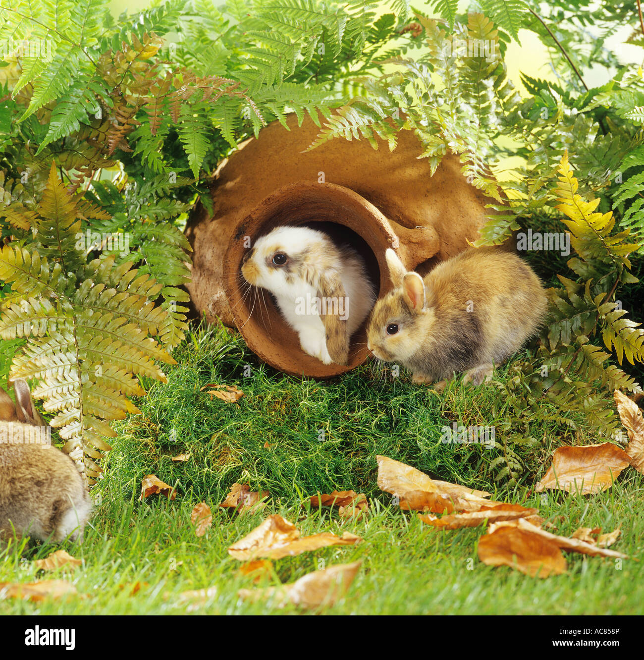 two young pygmy rabbits - in garden with amphora Stock Photo - Alamy