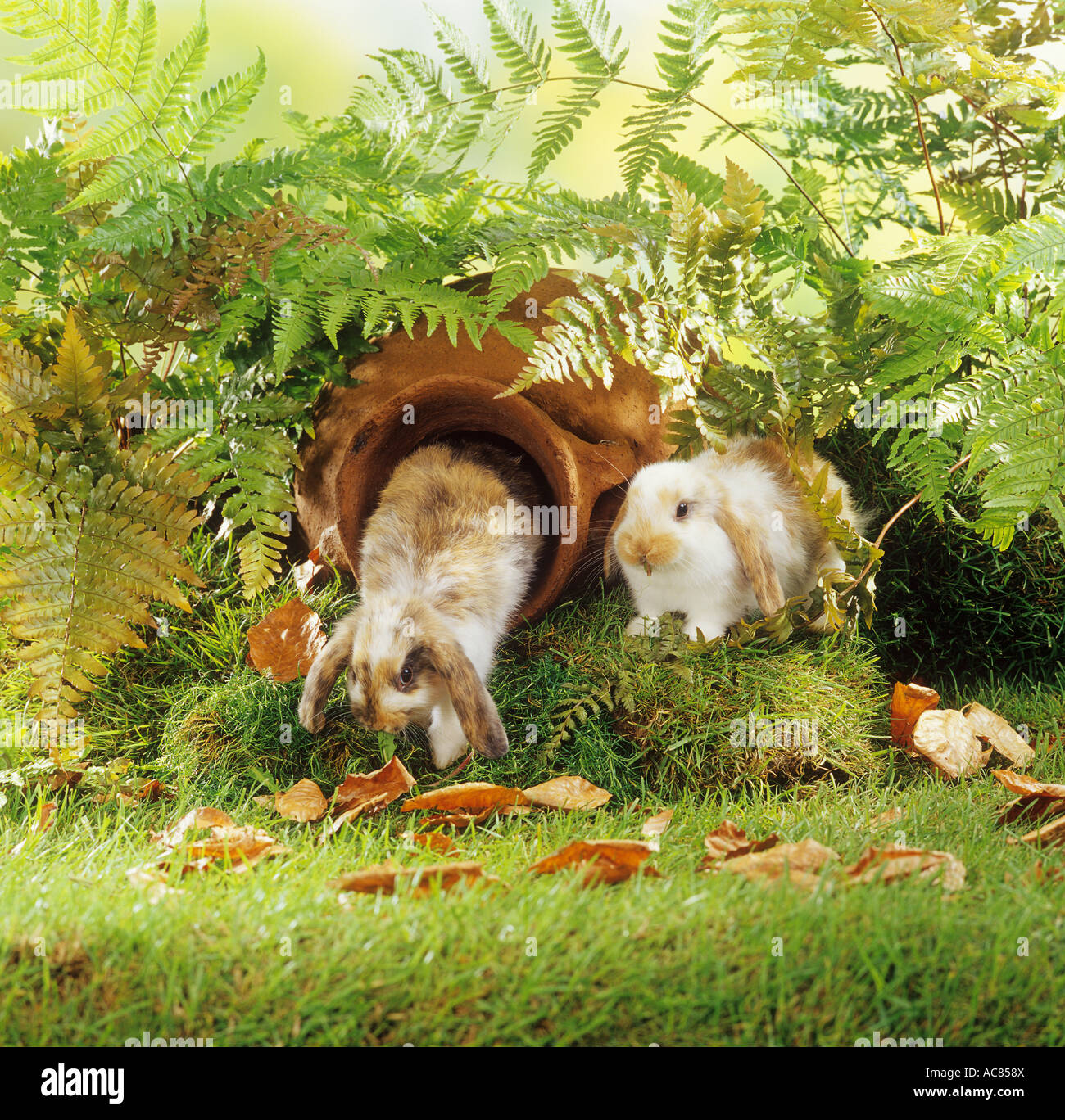 two young pygmy rabbits - in garden with amphora Stock Photo - Alamy