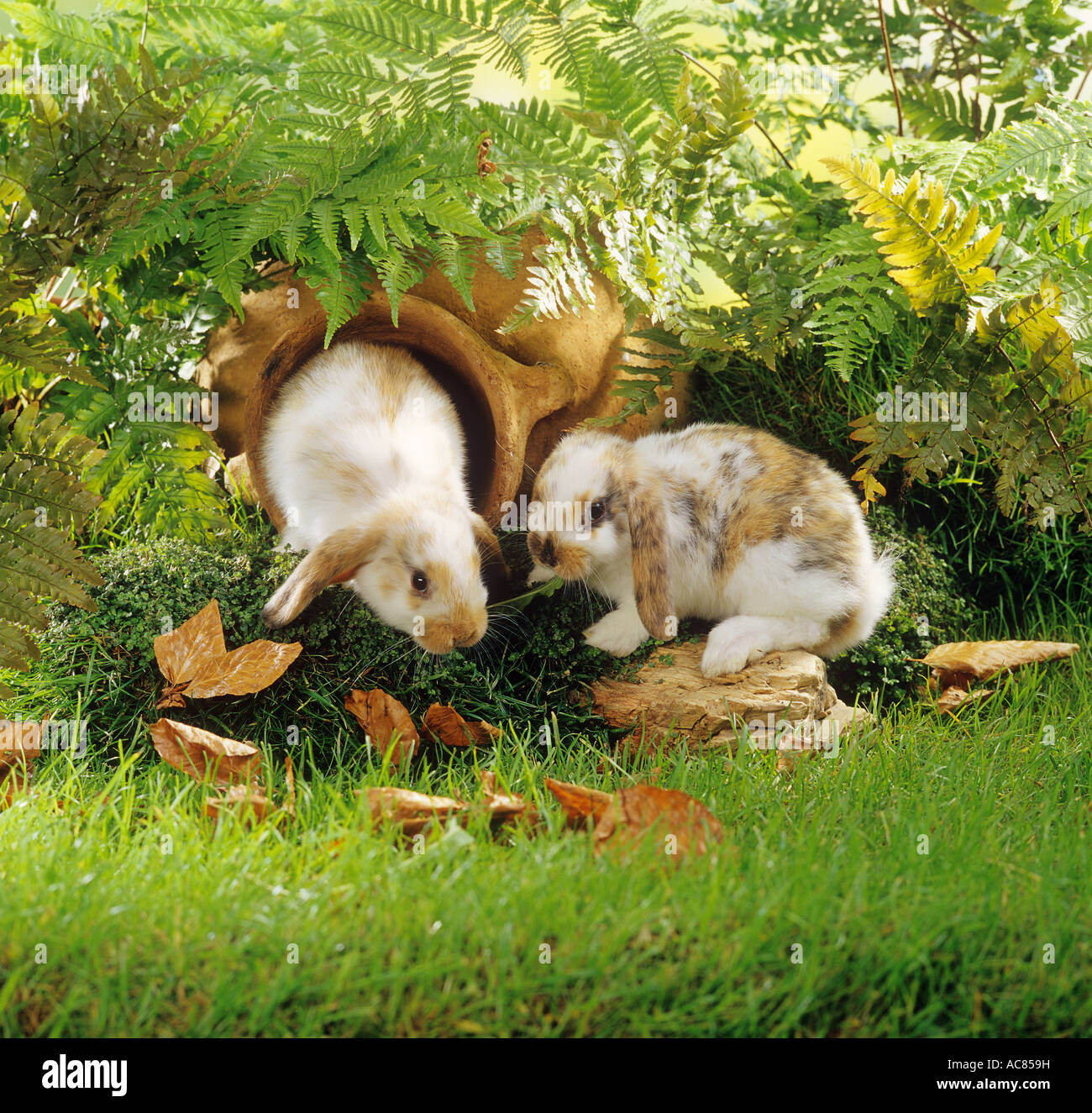 two young pygmy rabbits - in garden with amphora Stock Photo - Alamy