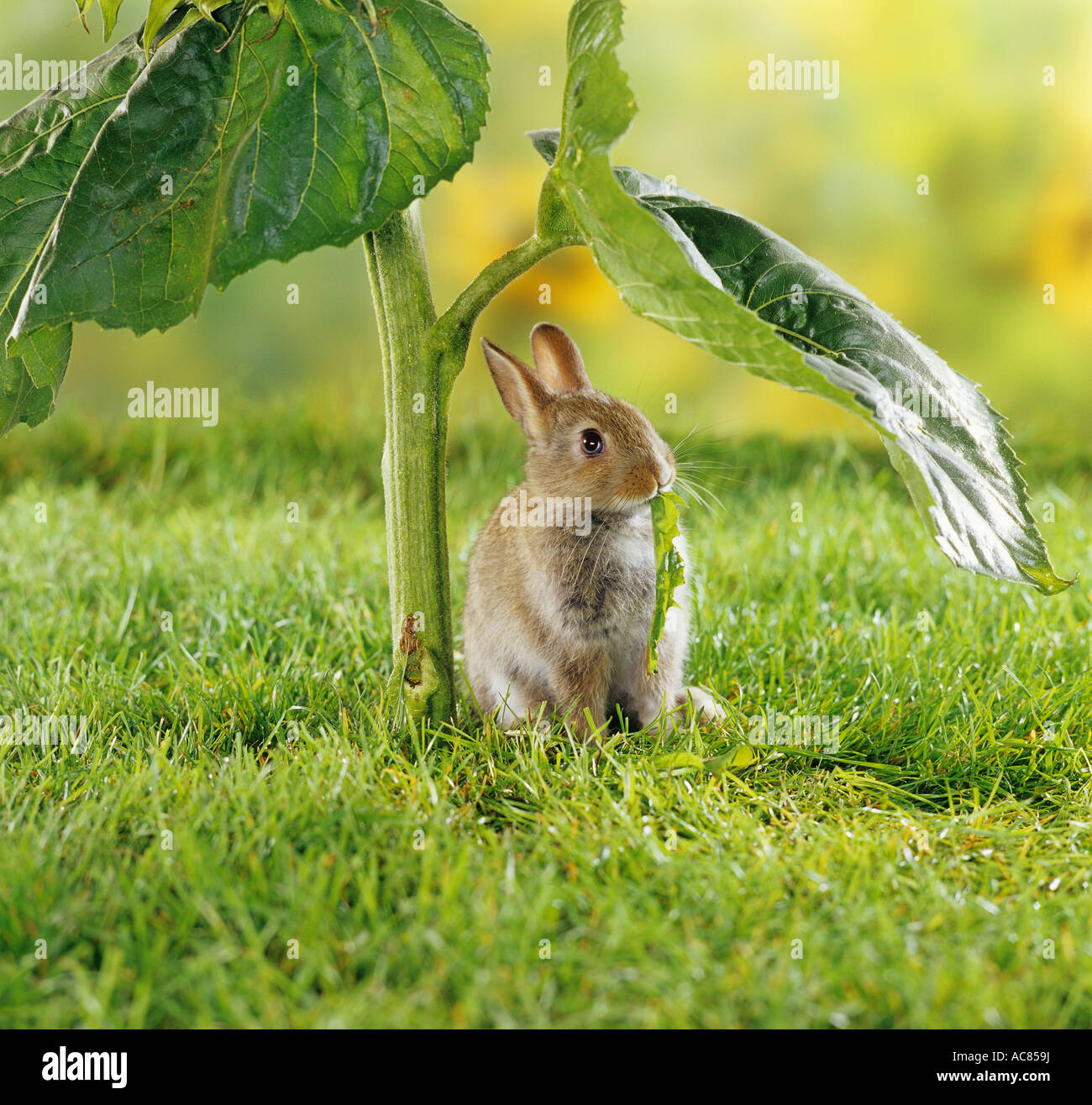 young pygmy rabbit - under sunflower Stock Photo - Alamy