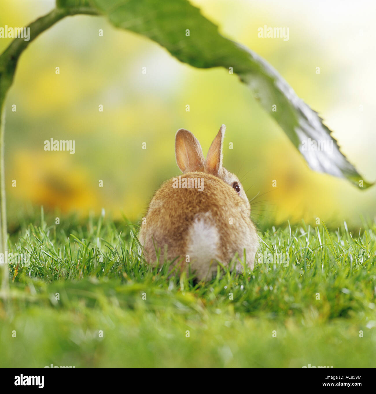 young pygmy rabbit - under sunflower - from behind Stock Photo - Alamy