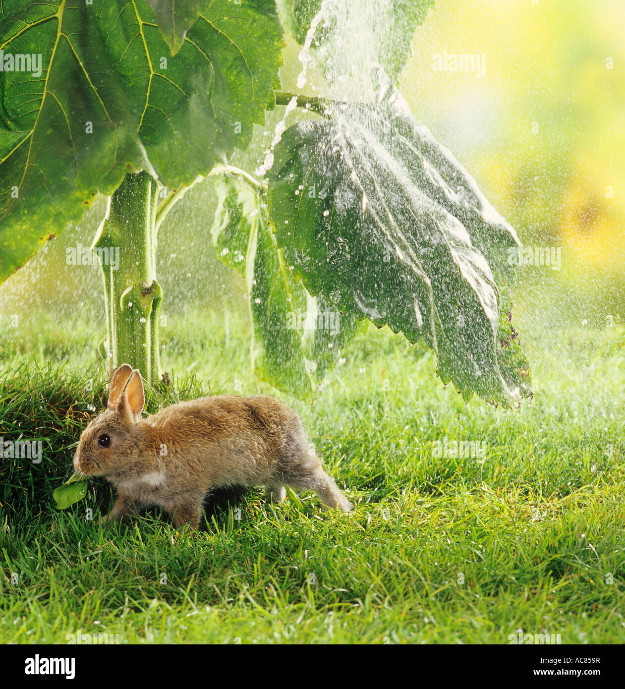 Rabbit in the rain hi-res stock photography and images - Alamy