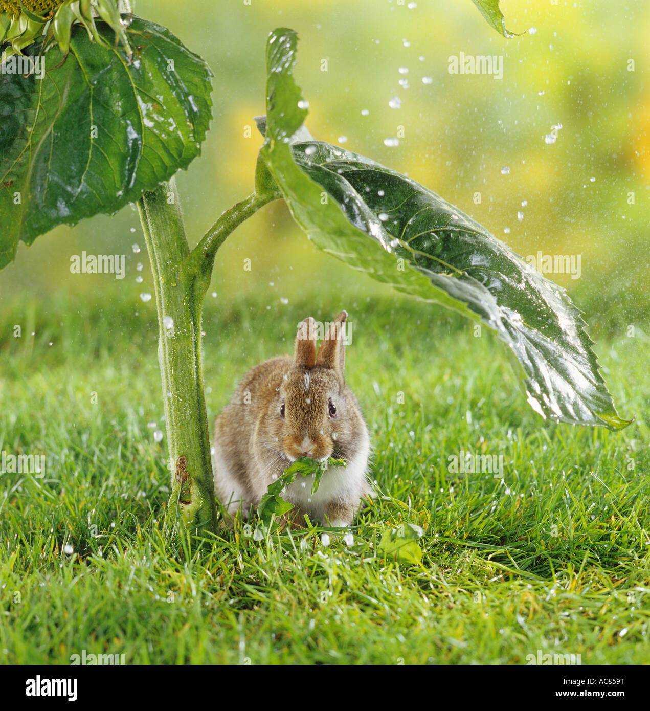 Rabbit in the rain hi-res stock photography and images - Alamy