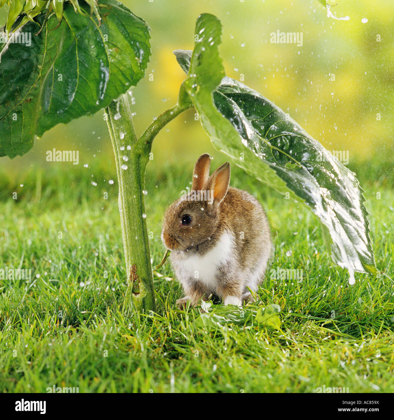 Pygmy rabbit under sunflower leaf in the rain Stock Photo - Alamy