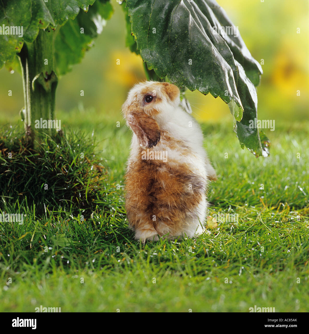 Wet rabbits hi-res stock photography and images - Alamy