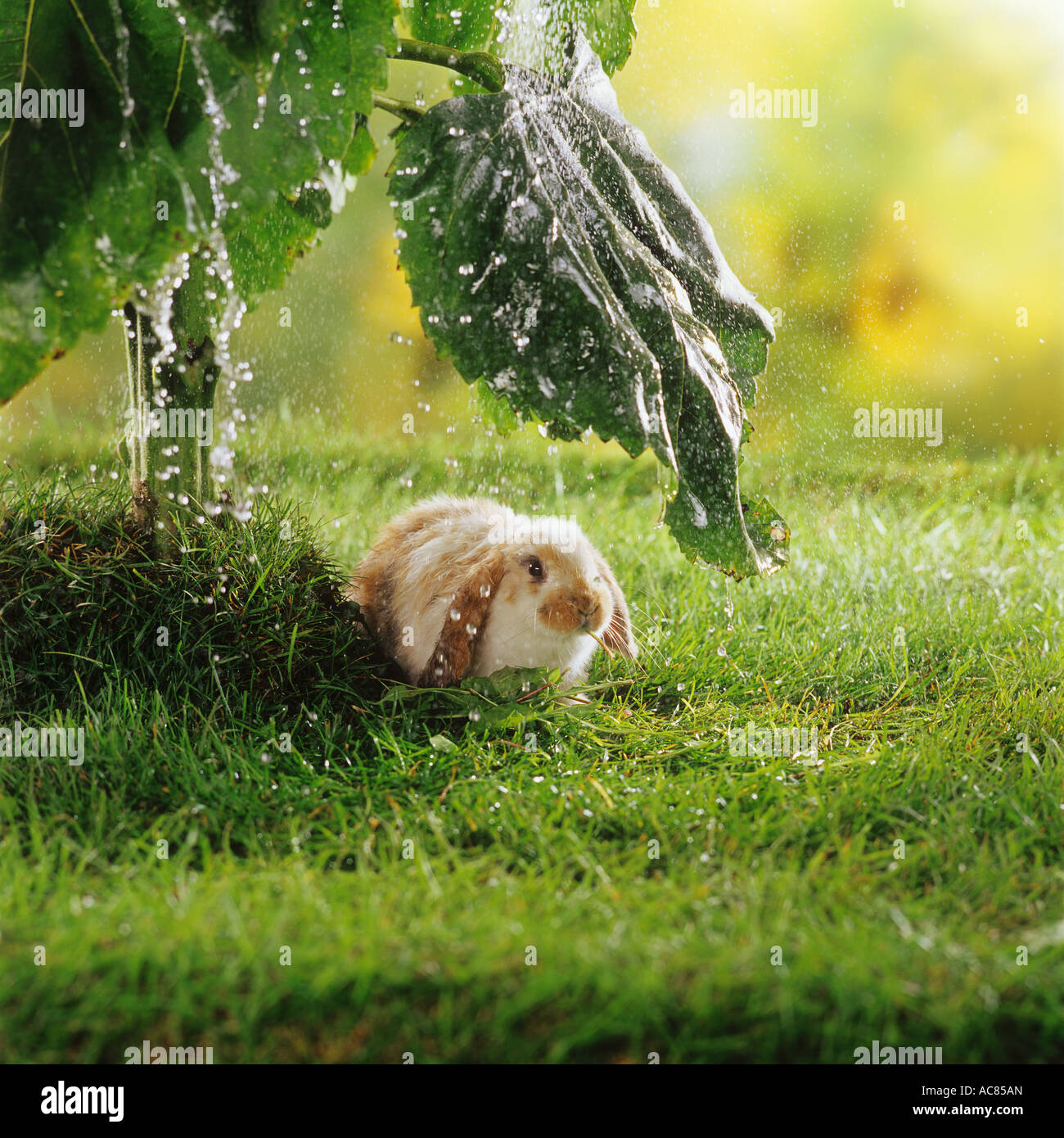 young pygmy rabbit - under sunflower leaf - in the rain Stock Photo - Alamy